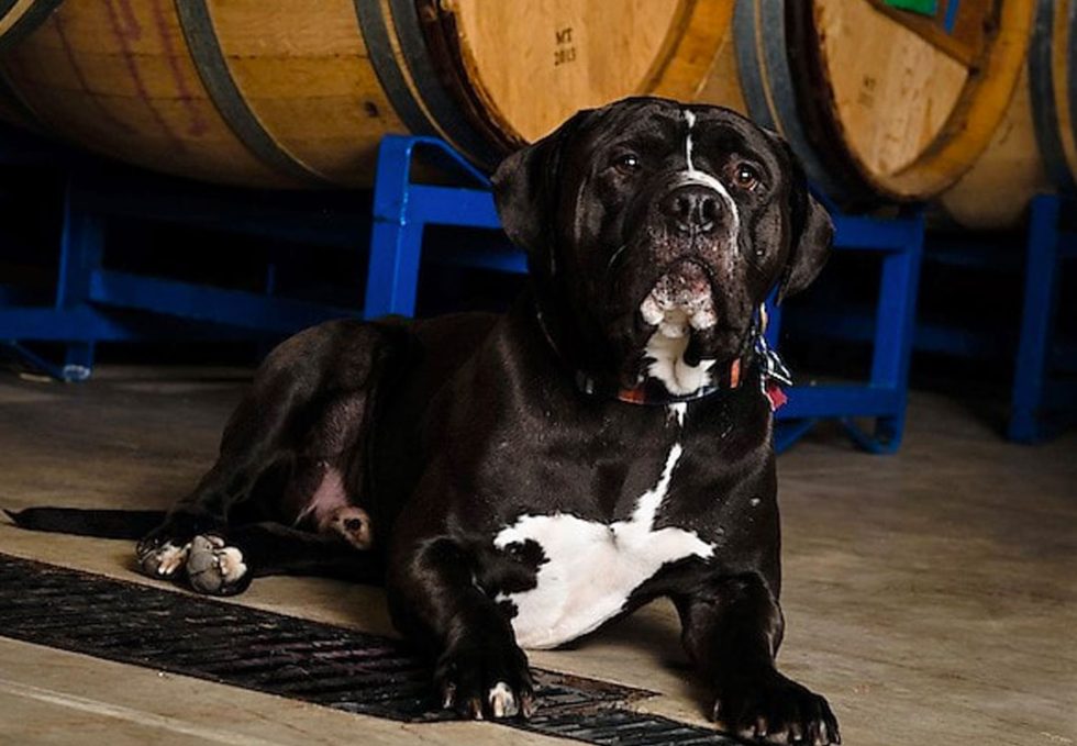 Cheers To Dog Friendly Wineries! - Telaya Wine Co.